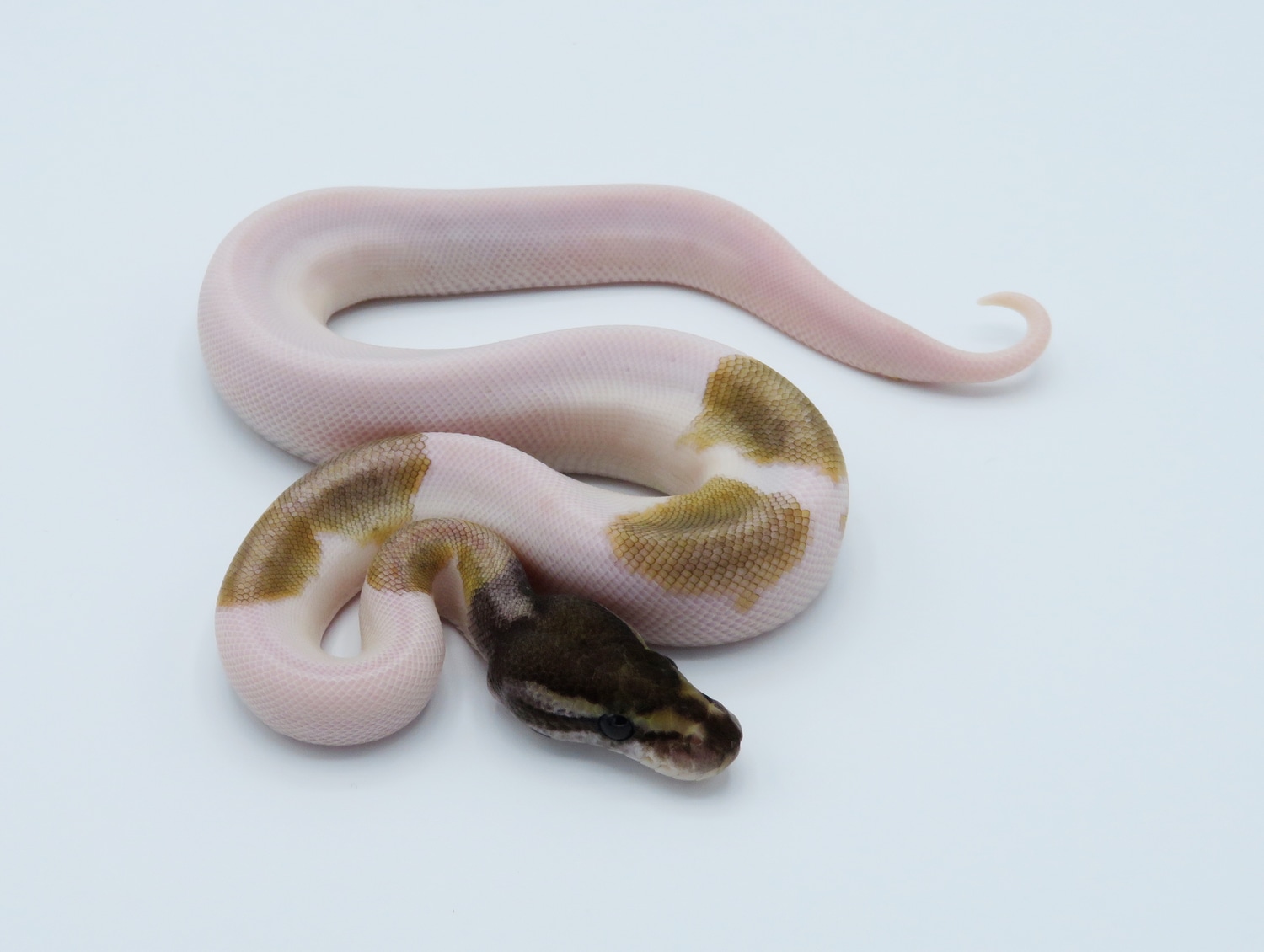 Mojave Piebald Ball Python by Python Designs - MorphMarket