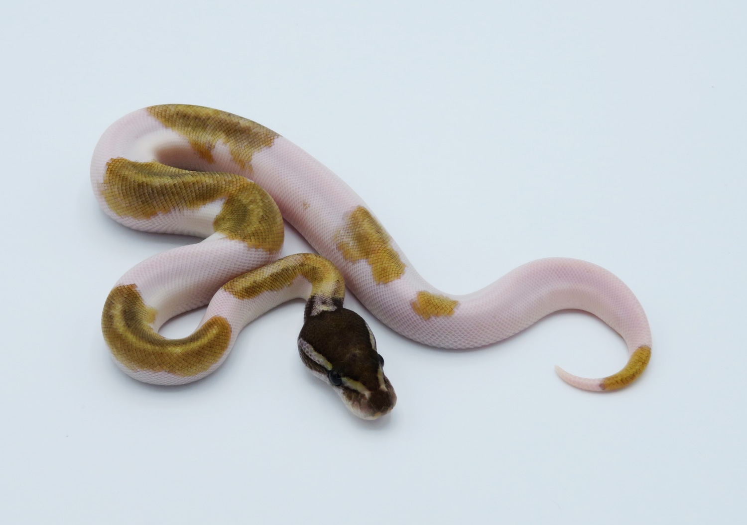 Mojave Piebald Ball Python by Python Designs - MorphMarket