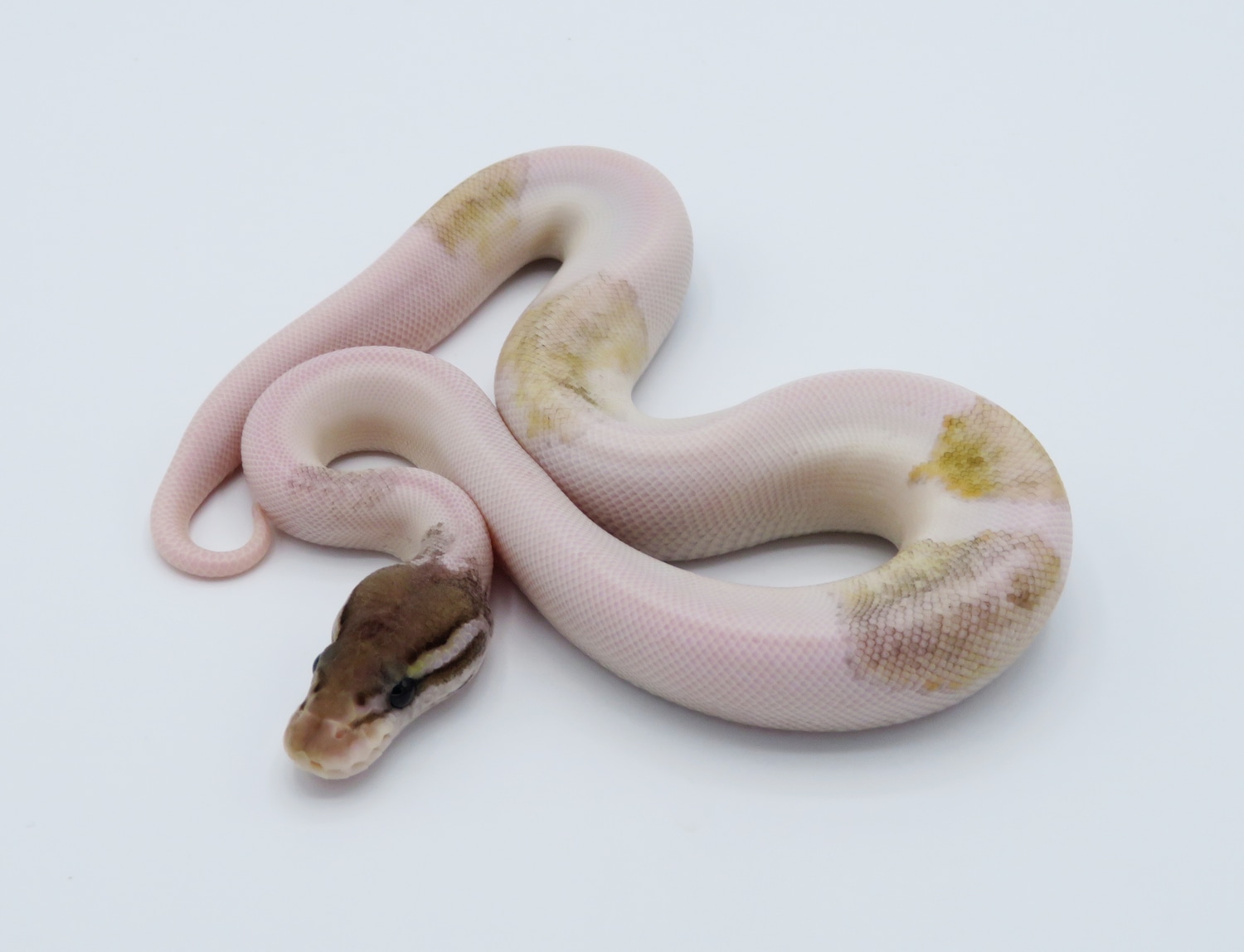 Pastave Piebald Ball Python by Python Designs - MorphMarket