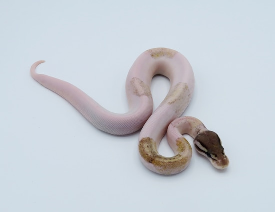 Pastave Piebald Ball Python by Python Designs