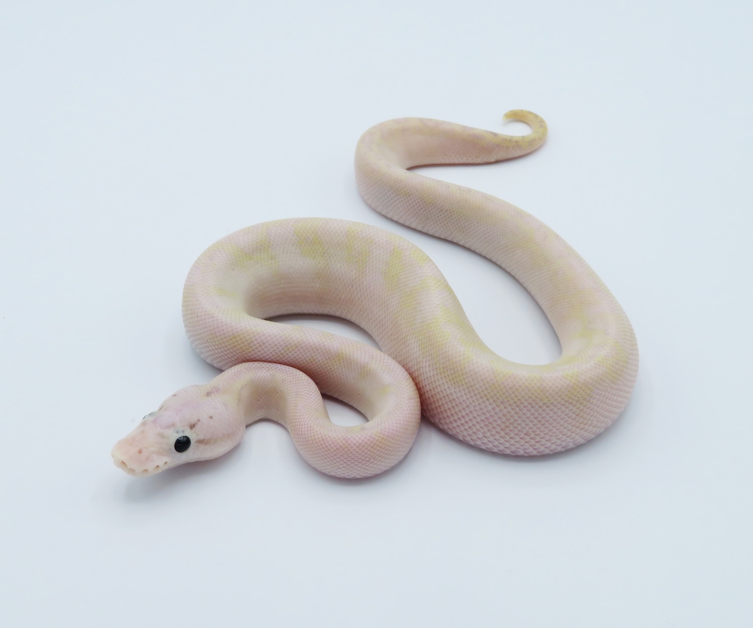 Pastel Ivory GCWoma Ball Python by Python Designs - MorphMarket