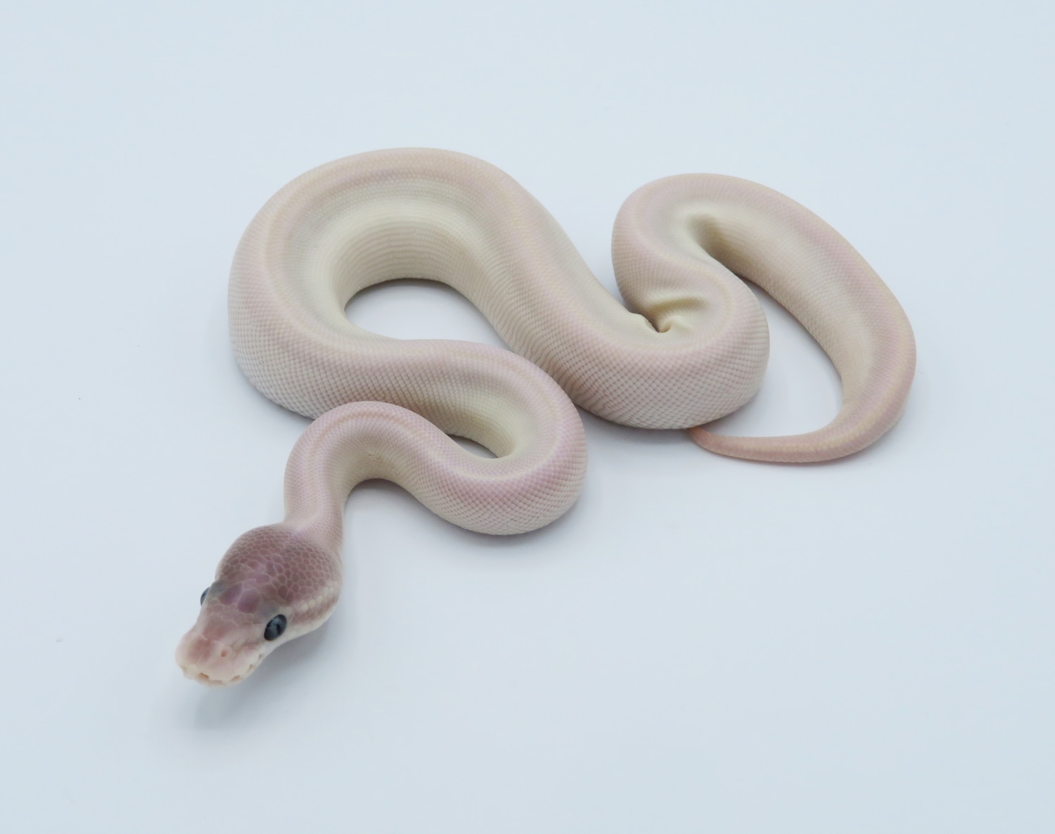 Super Mojave Odium Ball Python by Python Designs - MorphMarket