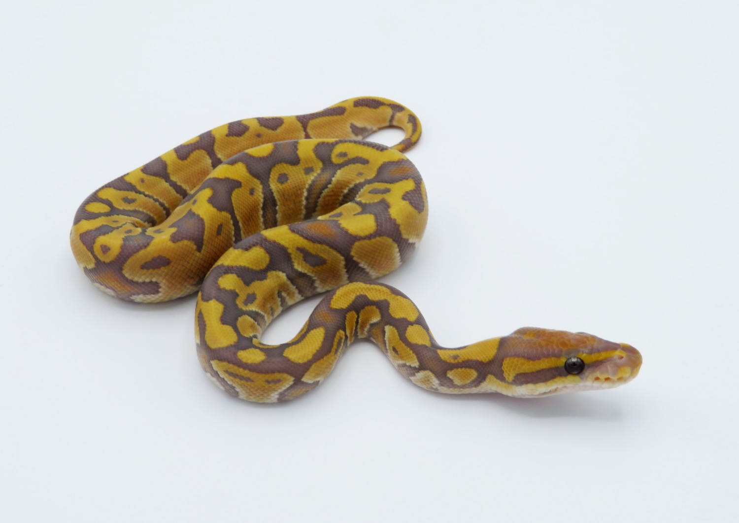 Caramel Glow Ball Python by Python Designs - MorphMarket