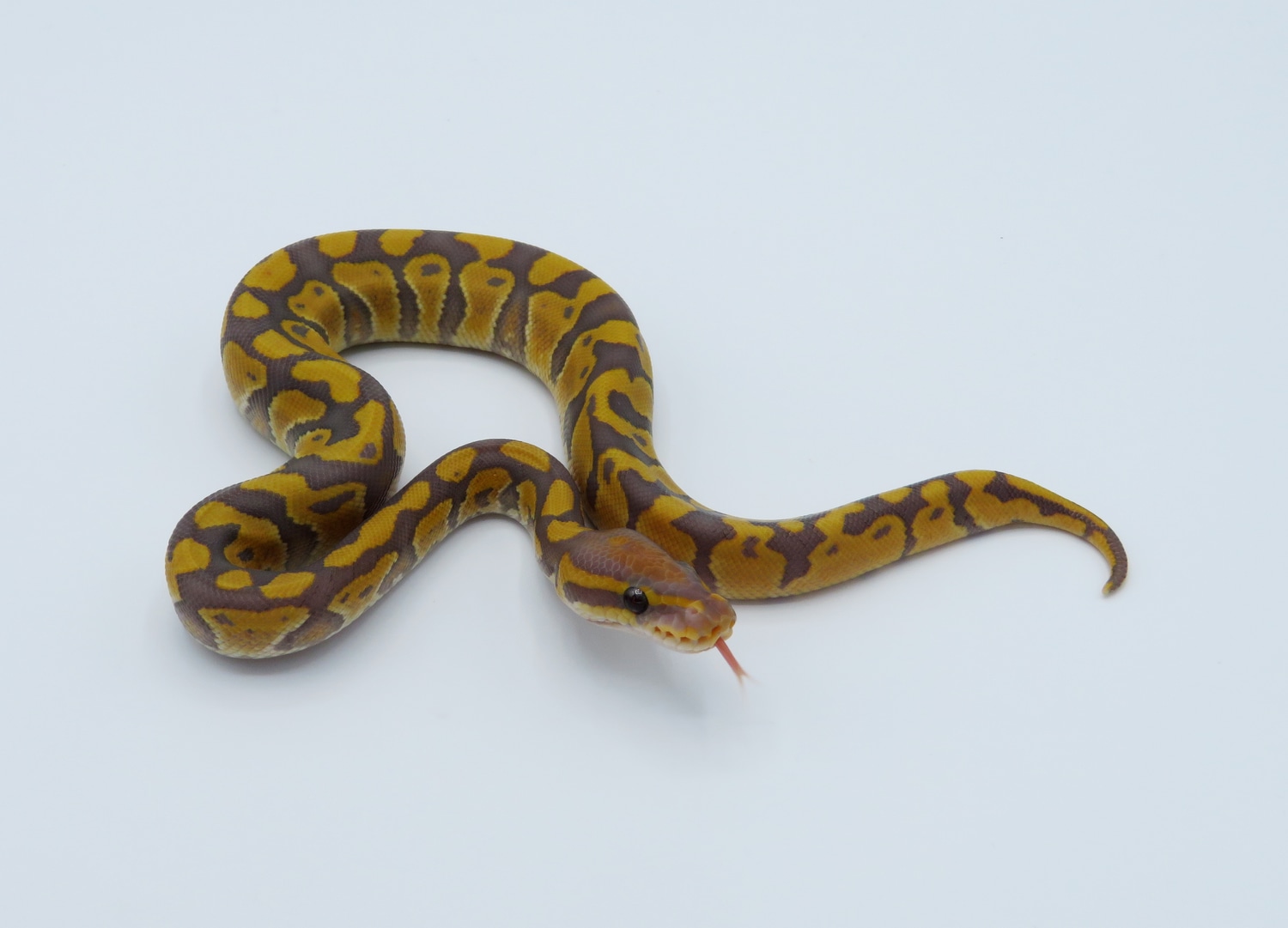 Caramel Glow Ball Python by Python Designs - MorphMarket