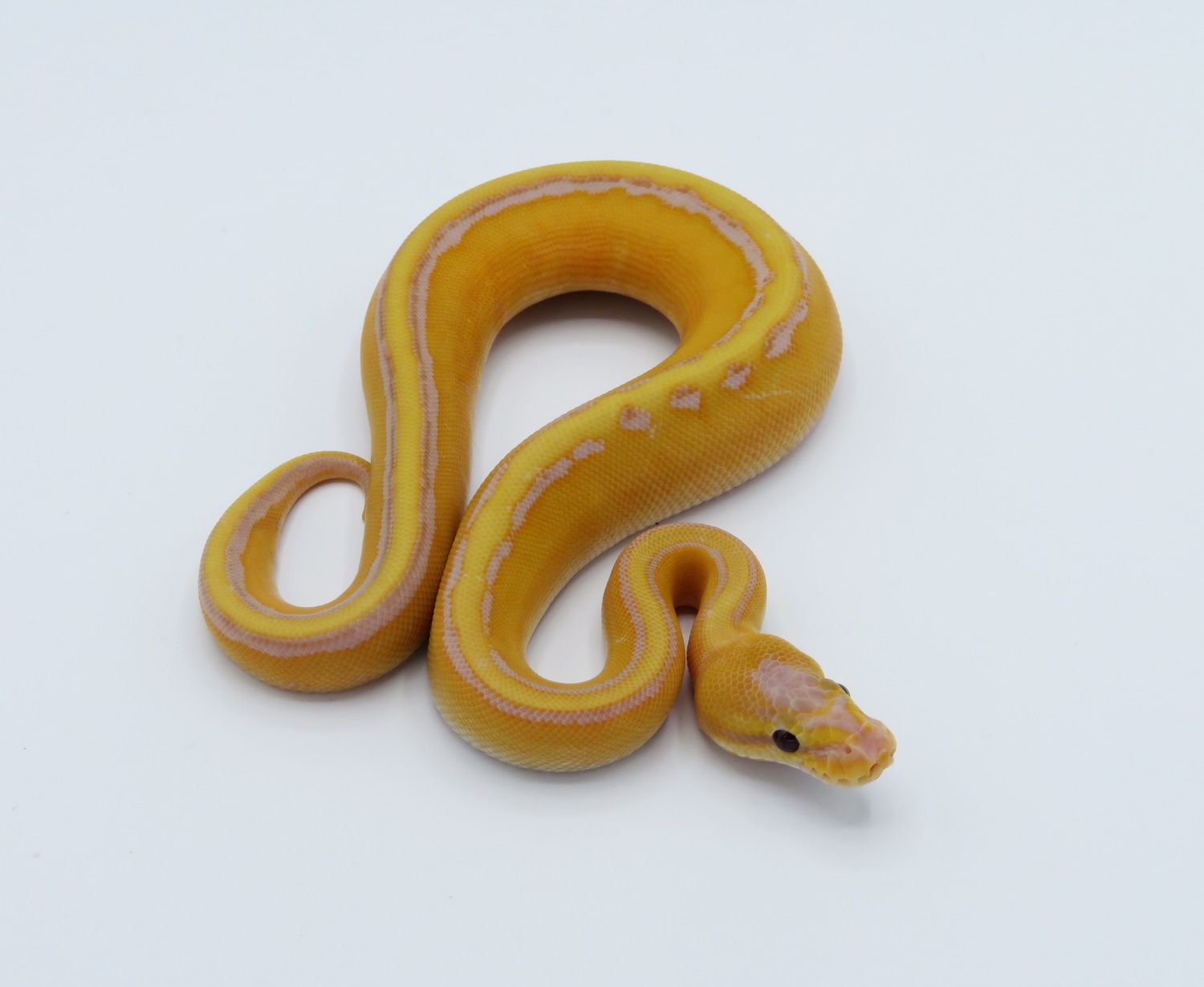 Banana Genetic Stripe Ball Python by Python Designs - MorphMarket