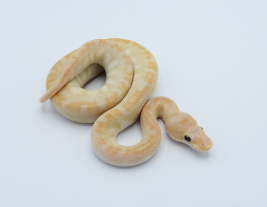 Odium Super Special Ball Python by Python Designs