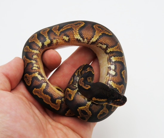 Black Head Jedi Yellow Belly Red Gene Ball Python by Python Designs