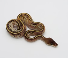 Black Head Hidden Gene Woma Mojave Fire Yellow Belly Odium Ringer Gene ...