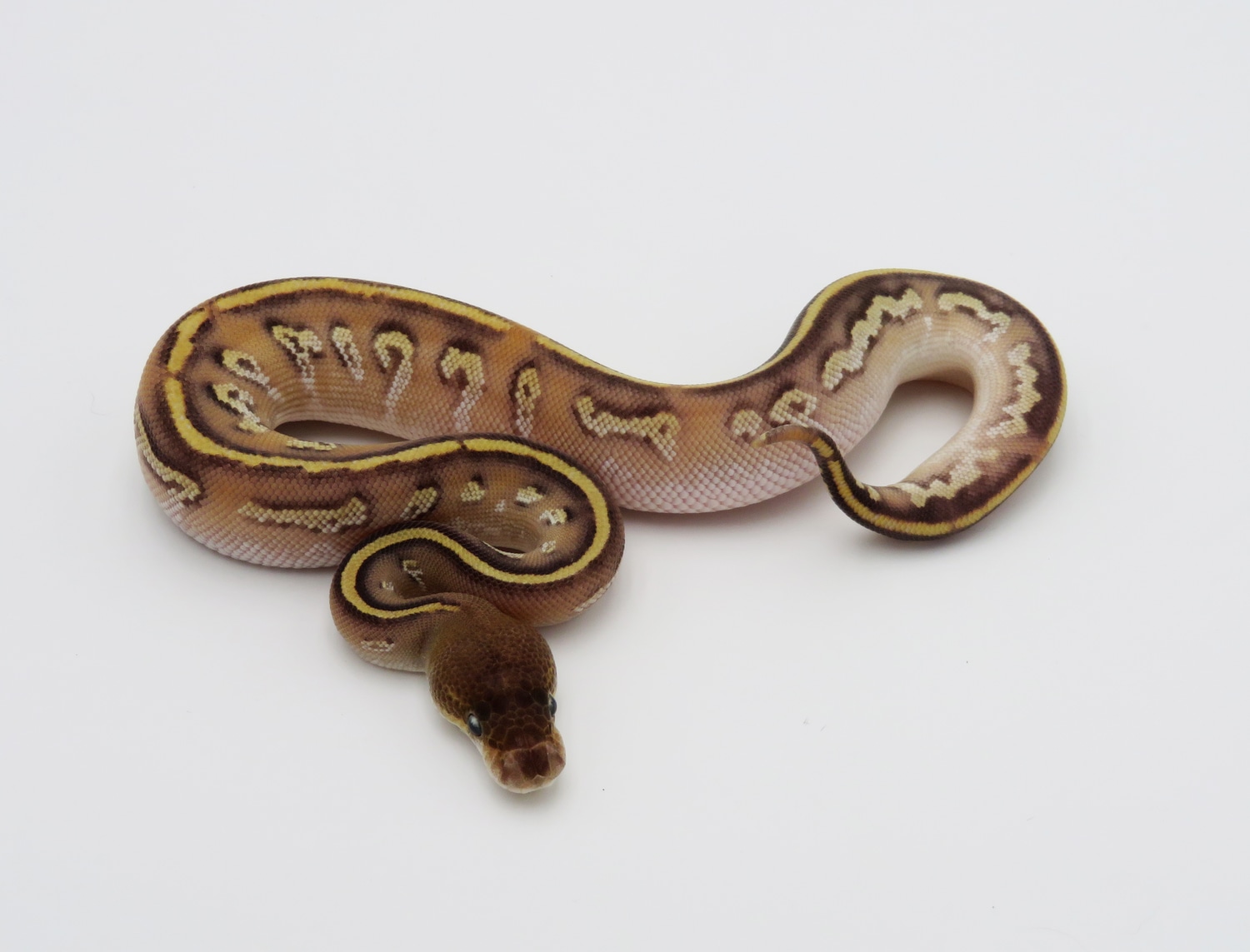 Black Head Hidden Gene Woma Mojave Fire Yellow Belly Odium Ringer Gene ...