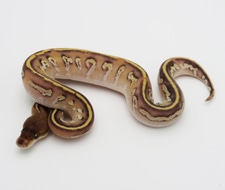 Black Head Hidden Gene Woma Mojave Fire Yellow Belly Odium Ringer Gene ...