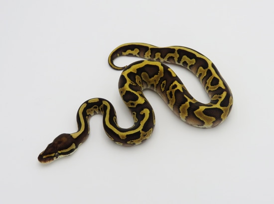 Leopard Lesser Yellow Belly Ball Python by Python Designs