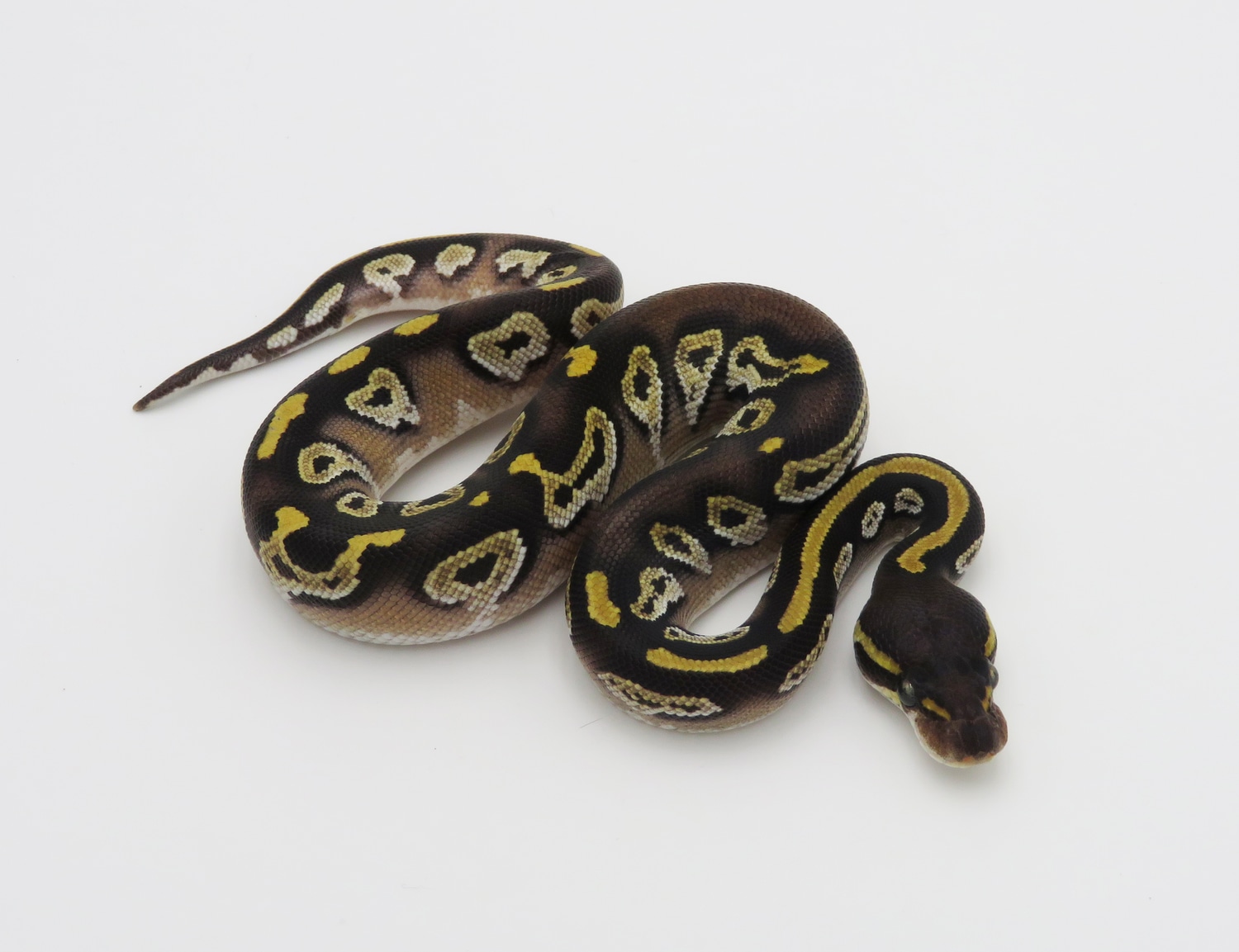 Black Head Mojave Ringer Gene Pos Trick Ball Python by Python Designs ...