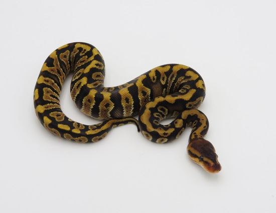 Hidden Gene Woma Chocolate Yellow Belly Trick Ball Python by Python Designs
