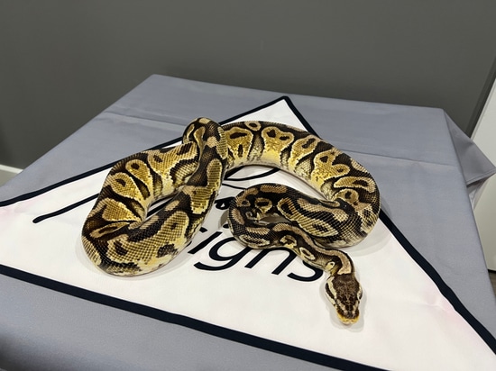 Pastel Yellow Belly Ball Python by Python Designs