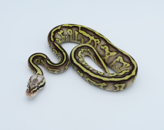 Super Pastel Leopard Lesser Fire Yellow Belly Ball Python by Python Designs