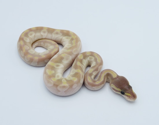 Pastel Mystic Crystal Ball Python by Python Designs