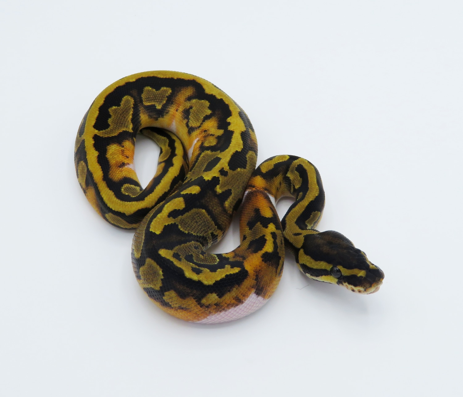 Piebald Ball Python by Python Designs - MorphMarket