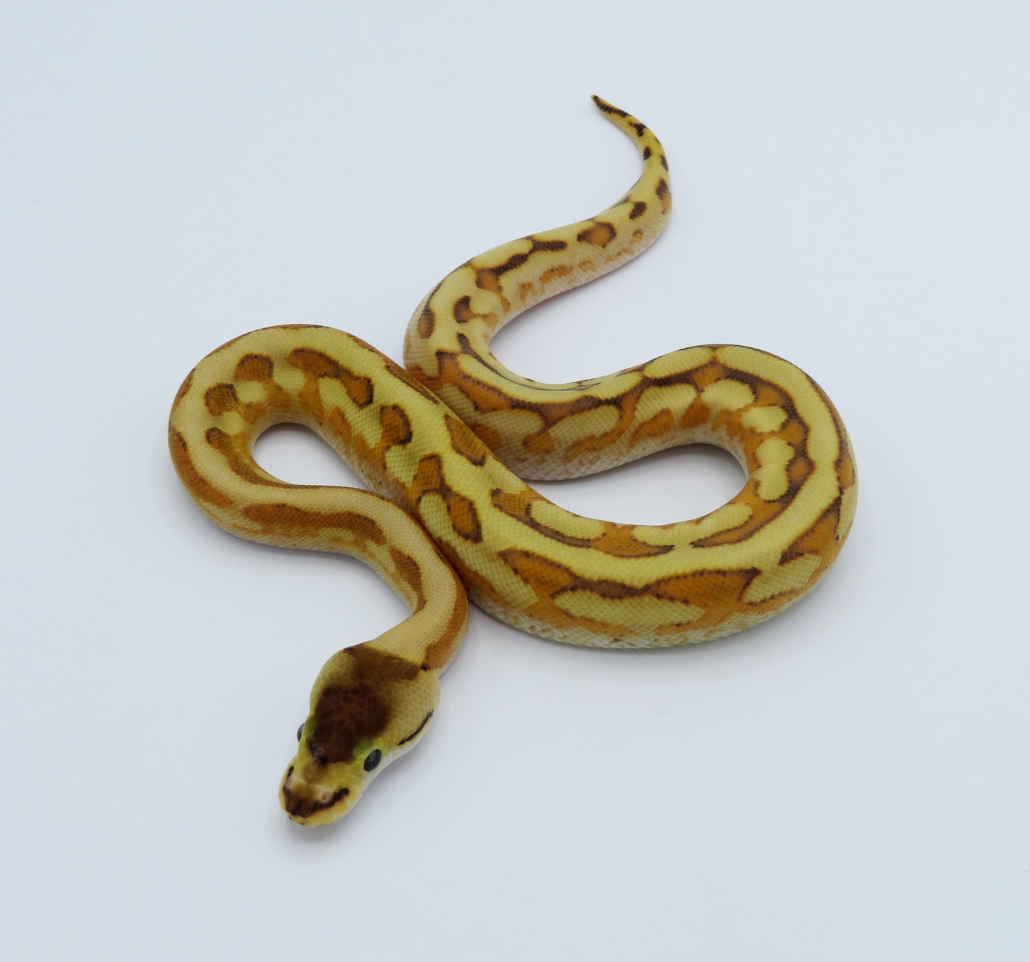 Super Enchi Hidden Gene Woma Super Stripe Ball Python by Python Designs ...