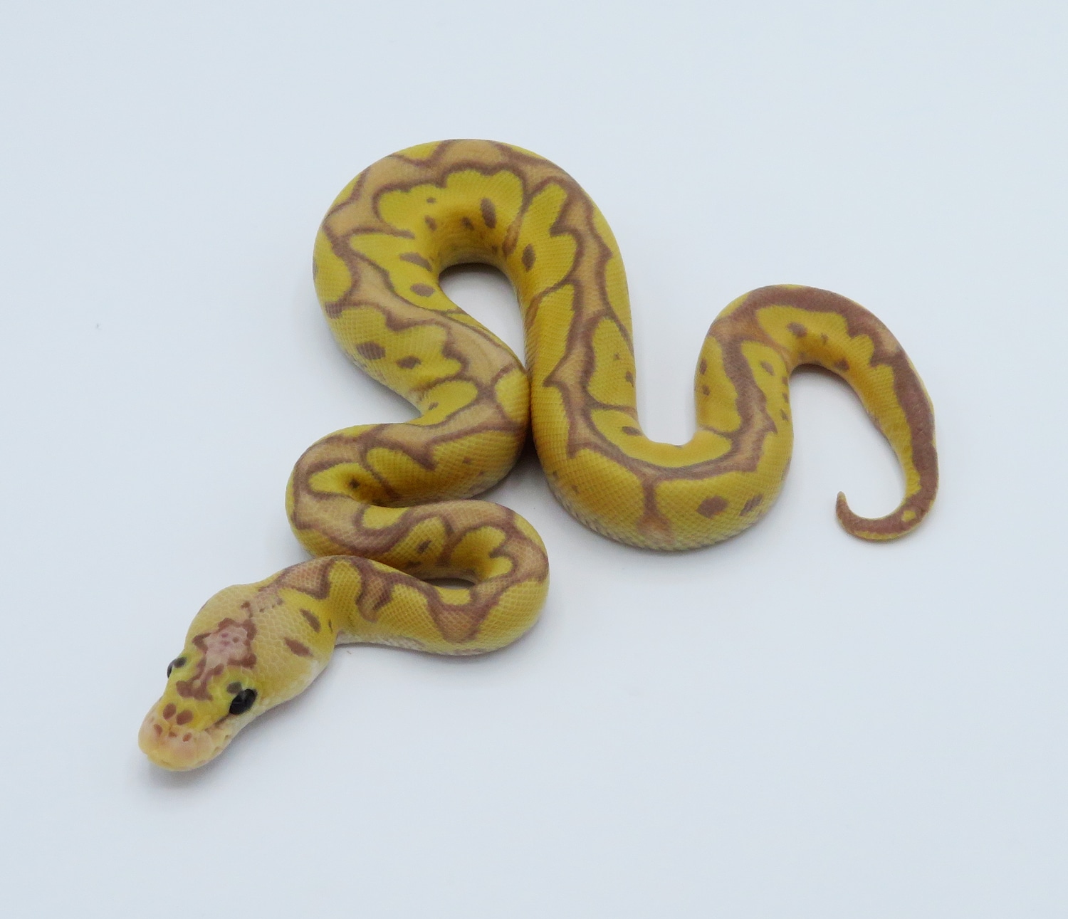 Pastel Banana Hypo Clown Ball Python by Python Designs - MorphMarket