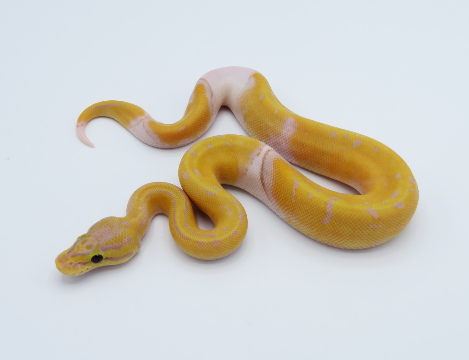 Banana Enchi Pinstripe Piebald Pos Black Pastel Ball Python by Python ...