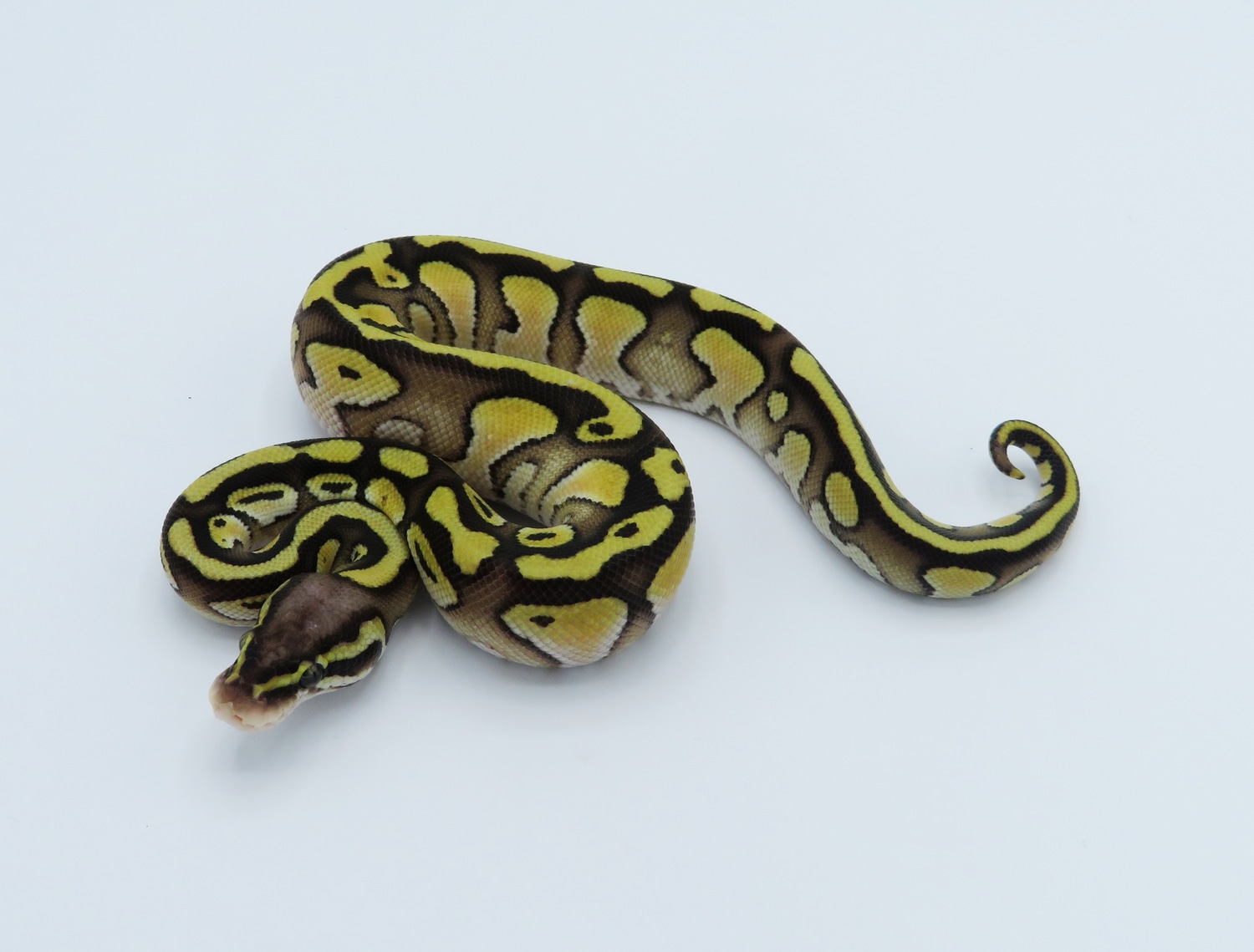 Pastel Butter Yellow Belly Ball Python by Python Designs - MorphMarket