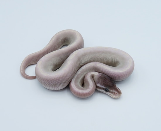 Mystic Potion GHI Ball Python by Python Designs