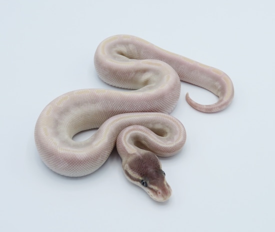 Super Mojave GHI Ball Python by Python Designs - MorphMarket