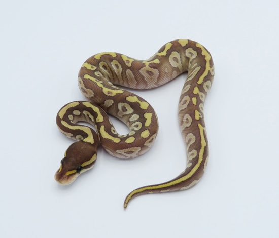 Mystic Crystal Ball Python by Python Designs