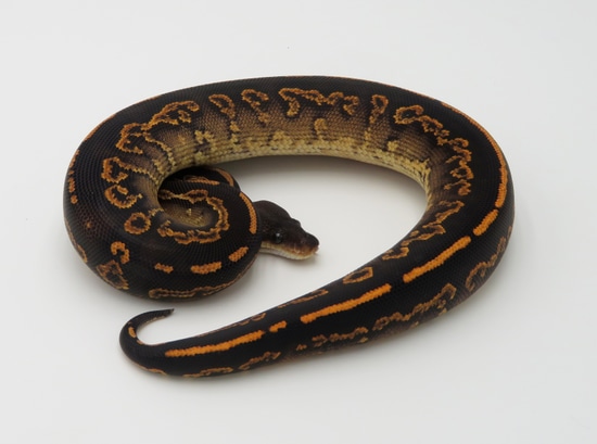 Black Head Black Pastel Jedi Yellow Belly Ball Python by Python Designs