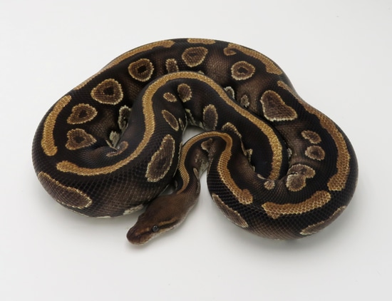 Cinder Het Piebald Ball Python by Python Designs