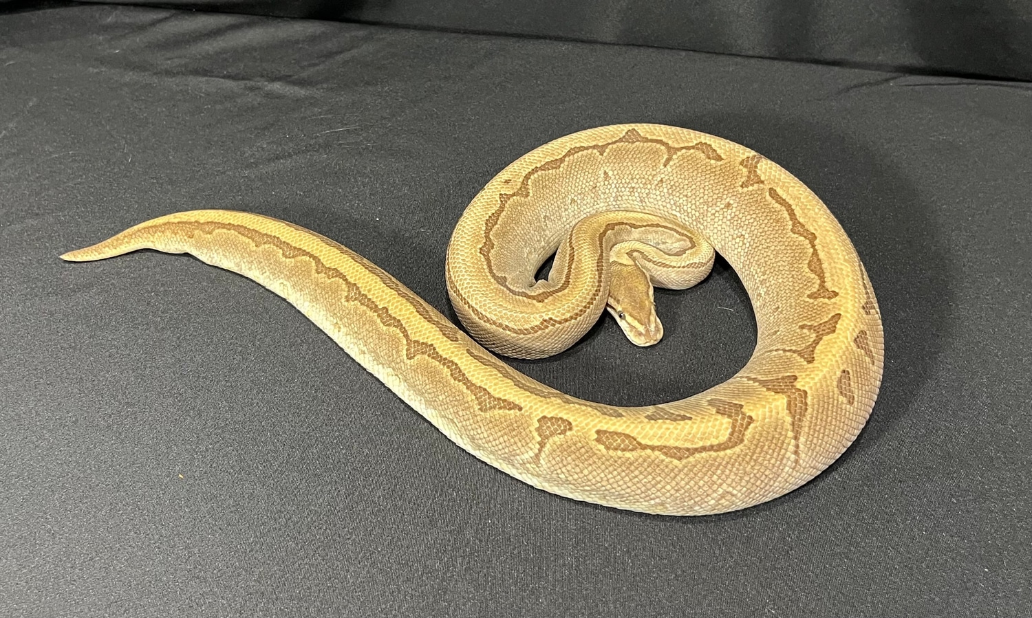 Butter Pinstripe Ball Python by Python Designs - MorphMarket