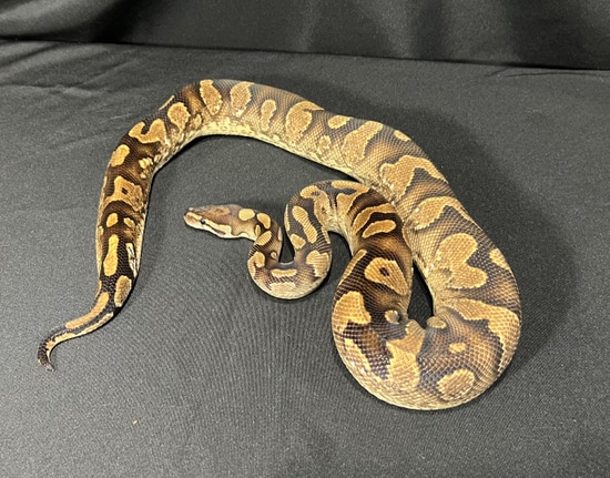 Calico Yellow Belly Ball Python by Python Designs