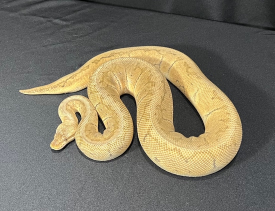 Super Pastel Pinstripe Ball Python by Python Designs