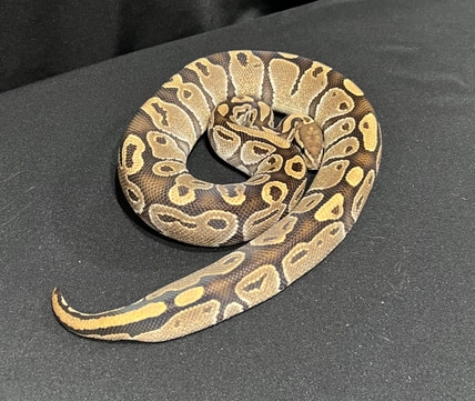 Black Pastel Banana Clown Het Hypo Ball Python by Python Designs ...