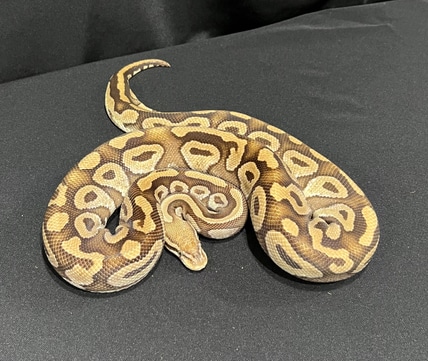 Jigsaw Blast Ball Python by AA pythons - MorphMarket