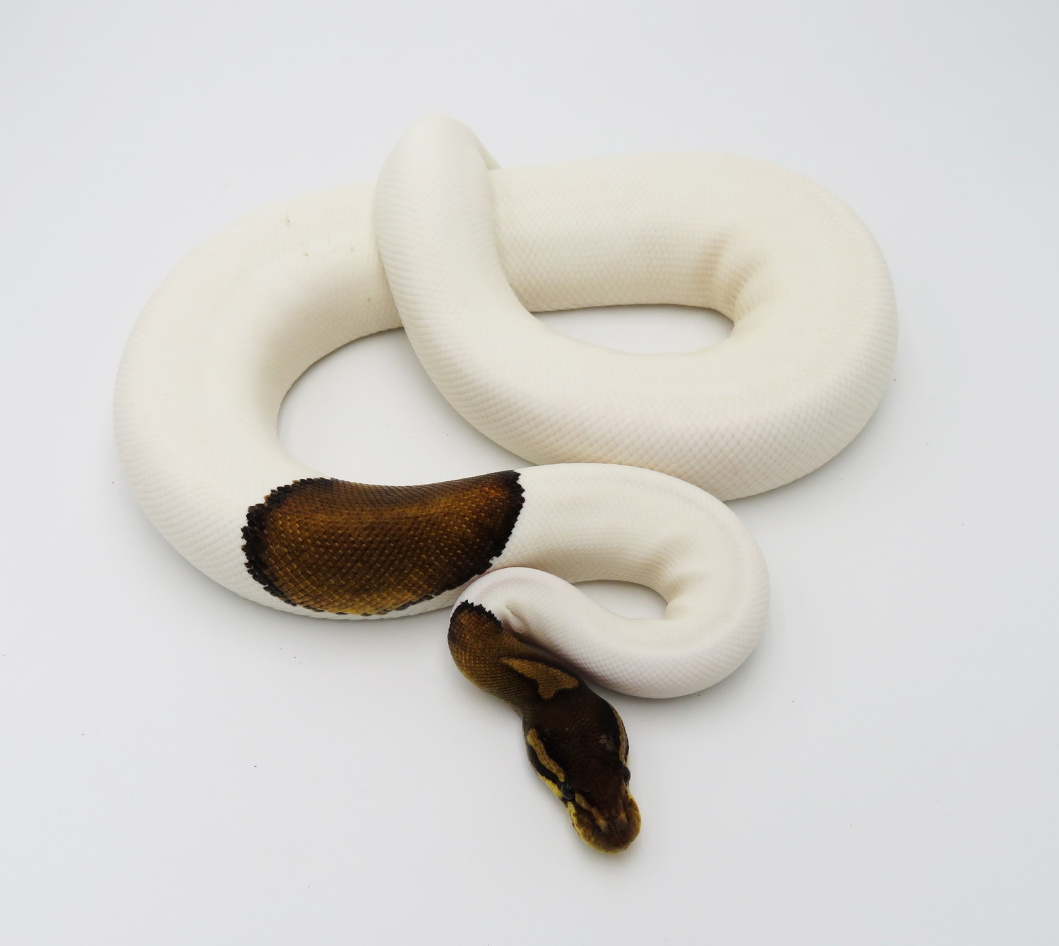 Black Pastel Piebald Ball Python by Python Designs - MorphMarket