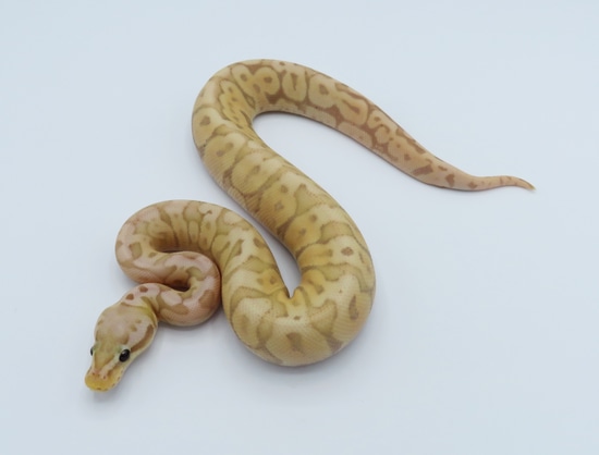 Black Pewter Banana Enchi Lesser Fire GCWoma Ball Python by Python Designs