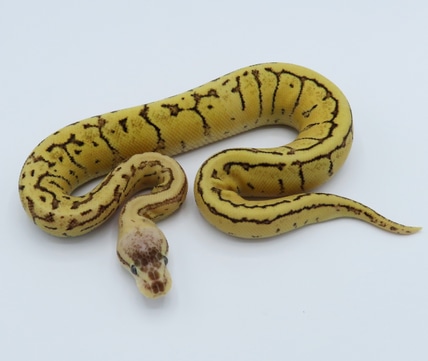 Black Pastel Banana Champagne Ghost Ball Python by Python Designs ...