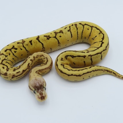 Black Pastel Banana Champagne Ghost Ball Python by Python Designs ...