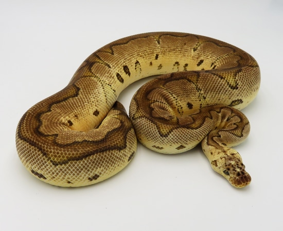 Pastel Motley Clown Ball Python by Python Designs