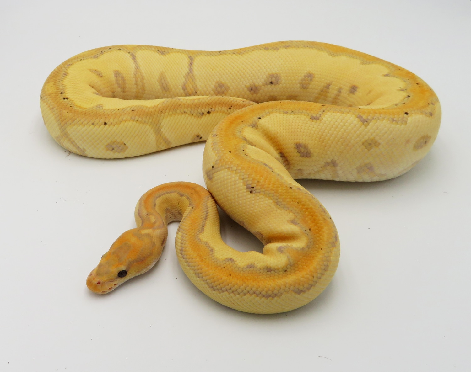 Banana Clown Ball Python by Python Designs - MorphMarket
