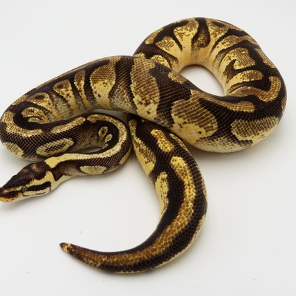 Black Pastel Banana Champagne Ghost Ball Python by Python Designs ...