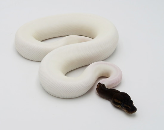 Cinder Piebald Ball Python by Python Designs