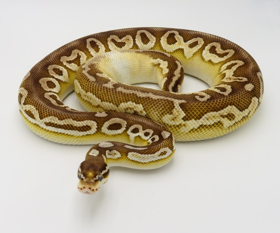 Black Pewter Lesser Fire Yellow Belly Ball Python by Python Designs
