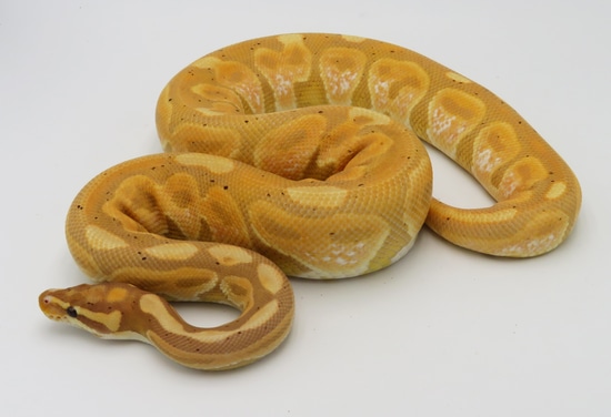 Black Pastel Banana Enchi Yellow Belly (Fire) Ball Python by Python Designs