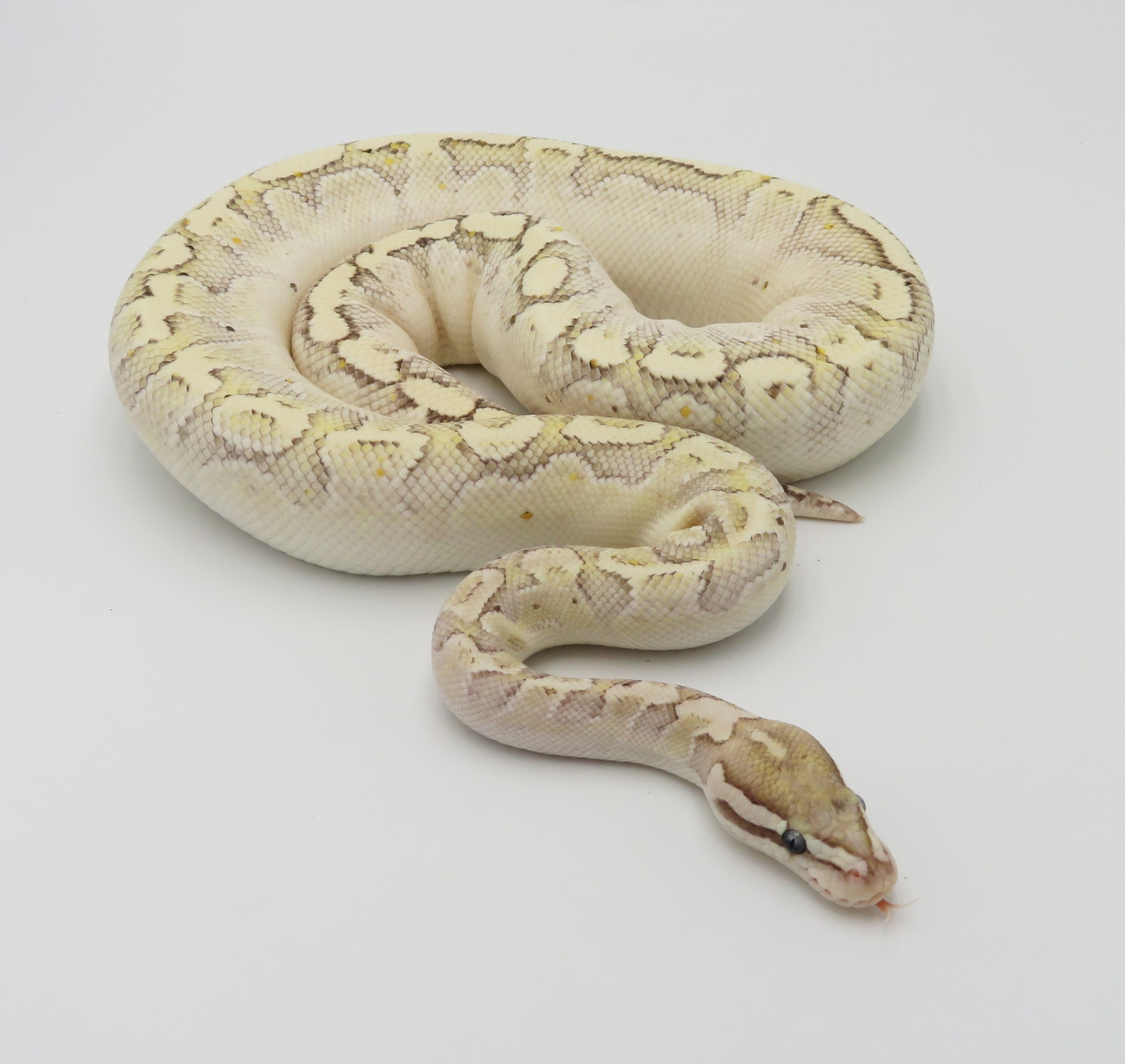 Bamboo GHI Fire Yellow Belly Odium Ball Python by Python Designs - MorphMarket