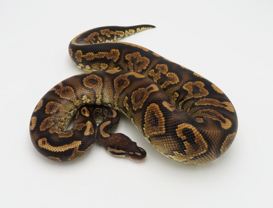 Black Pastel Asphalt/Yellow Belly Ball Python by Python Designs