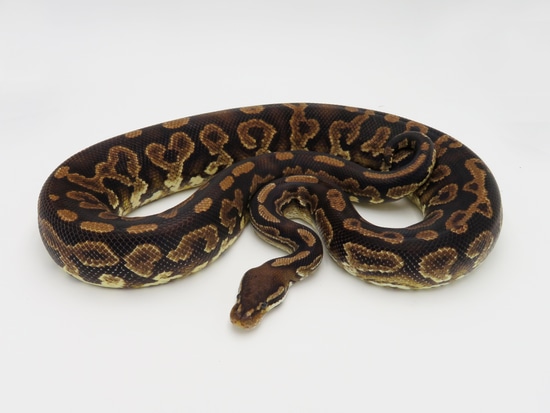 Black Pastel Yellow Belly Ball Python by Python Designs