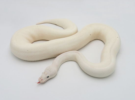 Bamboo Mojave GHI Ball Python by Python Designs