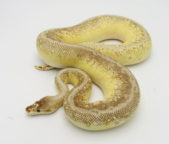 Pastave Hidden Gene Woma Fire Yellow Belly Odium Ball Python by Python ...